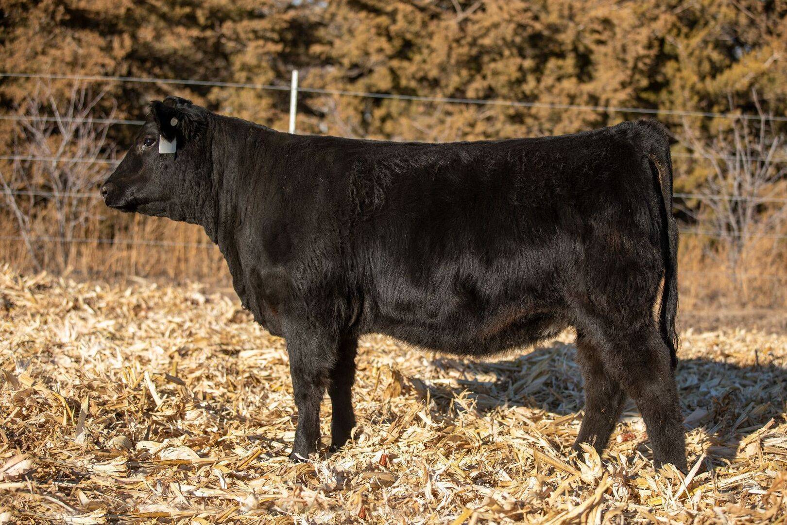 Forster Farms | For Sale